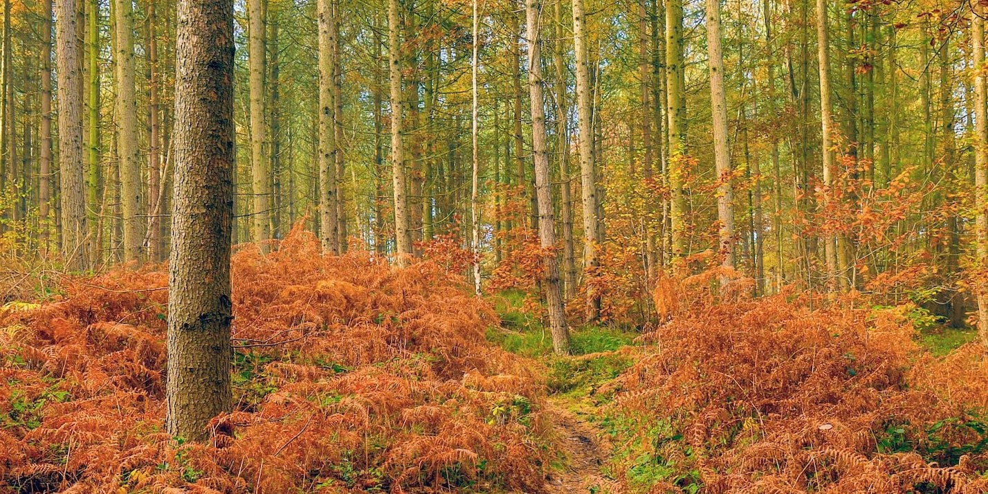 Autumn's Mystical Guardian: Encounter with the Equinox Nature Sprite ...